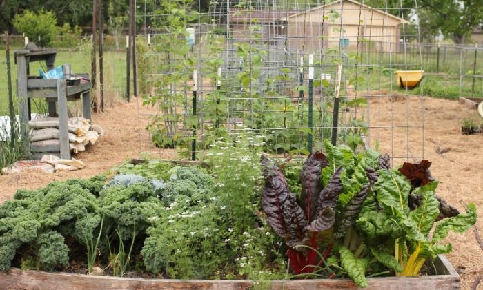 Growing a Traditional Victory Garden - Countryside